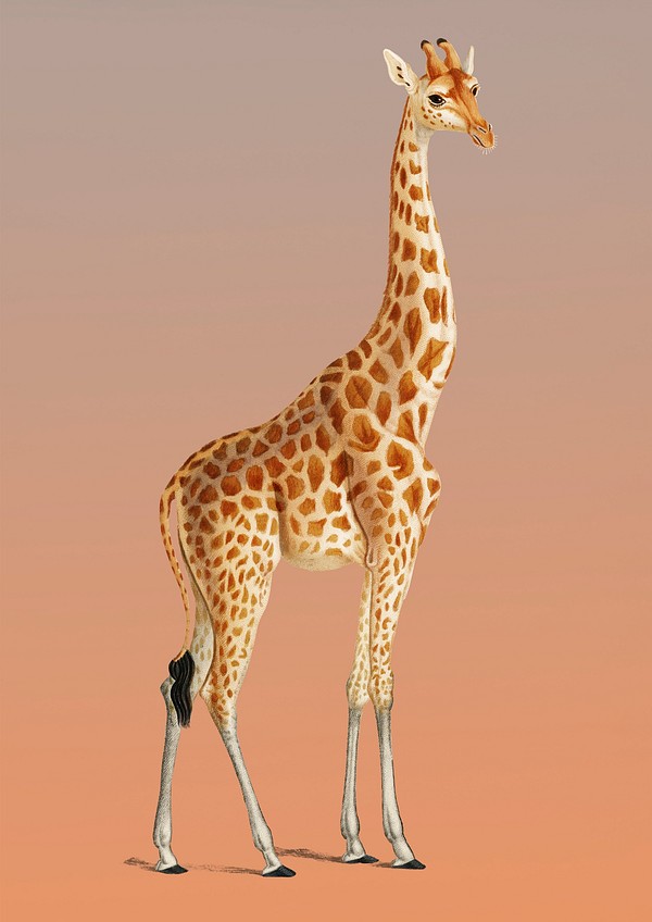 Vintage Illustration of Giraffe. | Premium Photo Illustration - rawpixel
