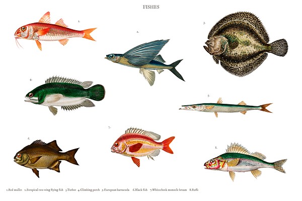 Different types of fishes illustrated | Premium Photo - rawpixel