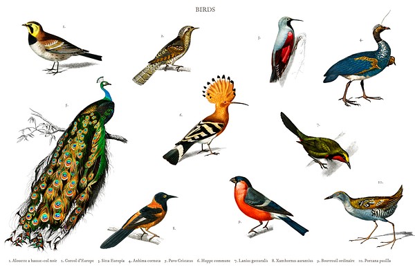 Different types of birds illustrated | Premium Photo - rawpixel