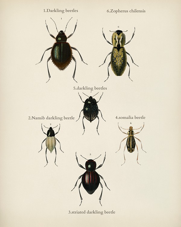 Different types of beetles illustrated | Premium Photo - rawpixel