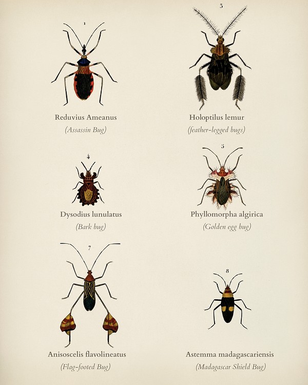 Different types of bugs illustrated | Premium Photo - rawpixel