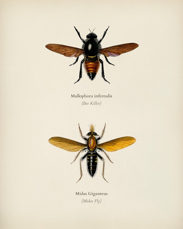 Different types of insects illustrated | Premium Photo - rawpixel