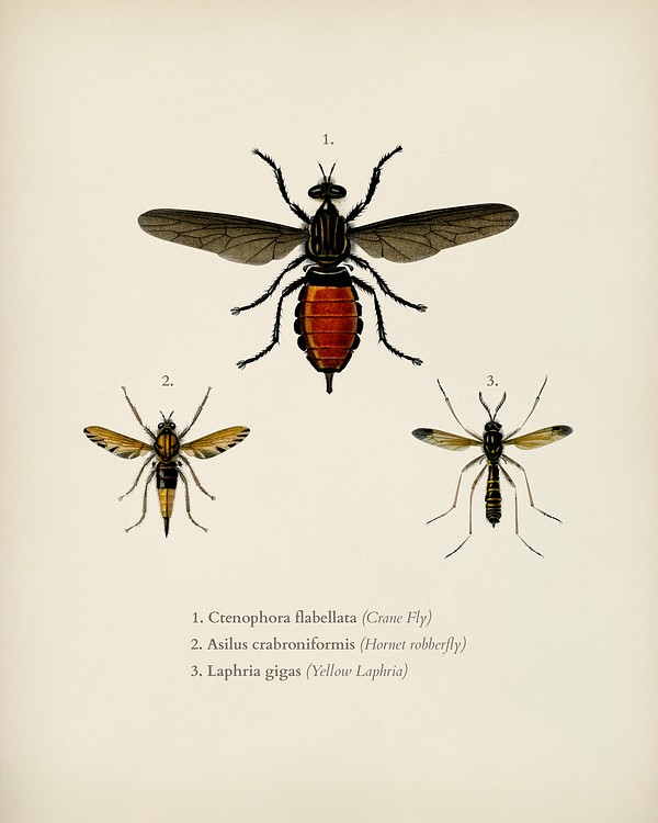 Different types of insects illustrated | Premium Photo - rawpixel