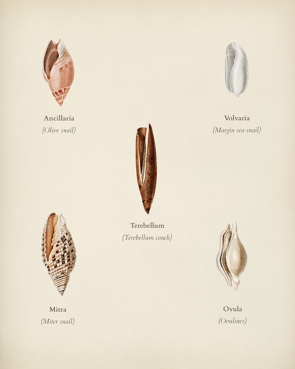 Different types mollusks illustrated Charles | Premium Photo - rawpixel