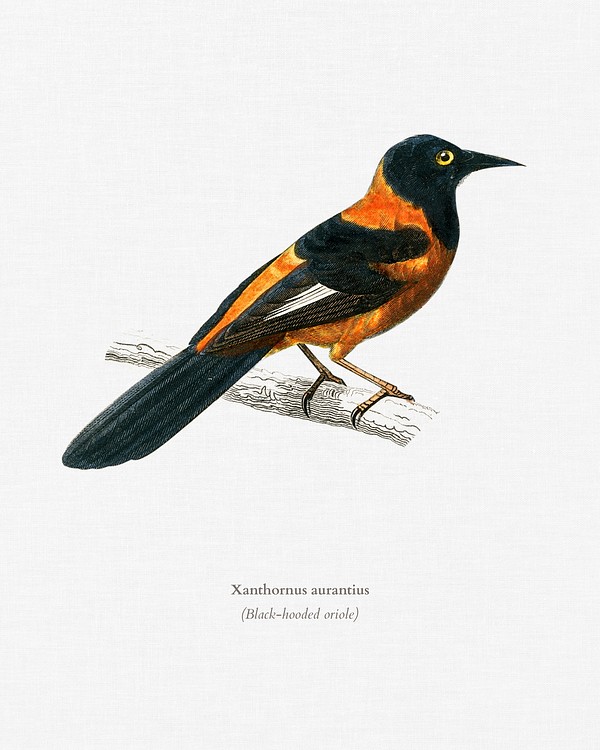 Black-hooded oriole (Xanthornus aurantius) illustrated | Premium Photo Illustration - rawpixel