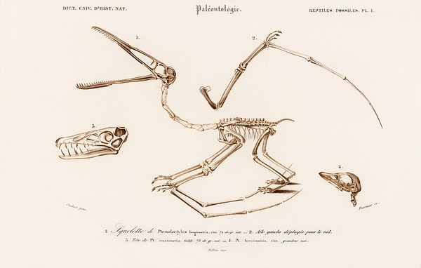Pterosaur (Pterodactylus) illustrated Charles Dessalines | Free Photo ...