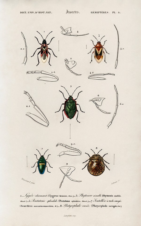 Different types of insects illustrated | Free Photo Illustration - rawpixel