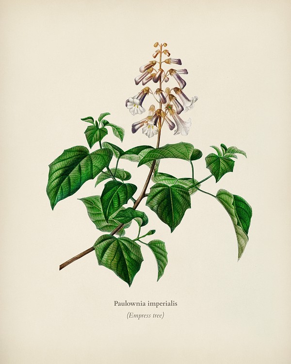 Empress tree (Paulownia imperialis) illustrated | Premium Photo - rawpixel