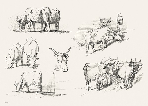 Studies Cattle (ca. 1872) John | Free Photo Illustration - rawpixel