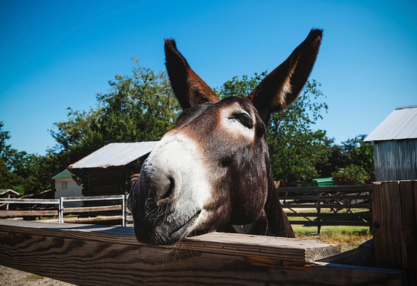 Engaging mule at the Heritage | Free Photo - rawpixel