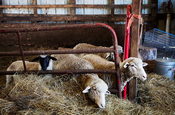 Sheep Ladder Livestock Ranch, which | Free Photo - rawpixel