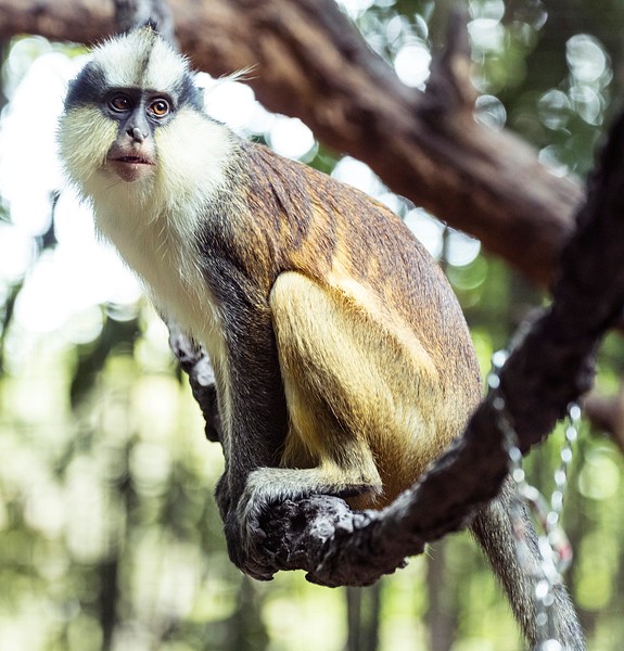 monkey Cincinnati Zoo and Botanical | Free Photo - rawpixel