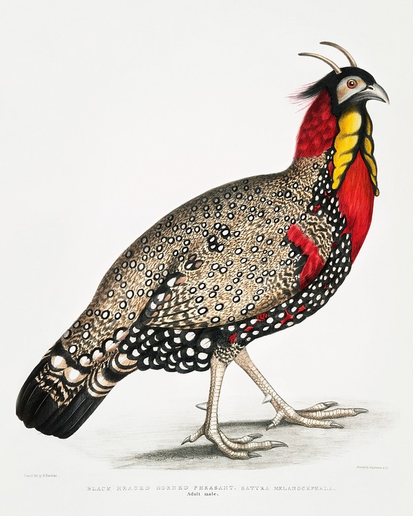 Black head Horned Pheasant (Satyra | Free Photo Illustration - rawpixel
