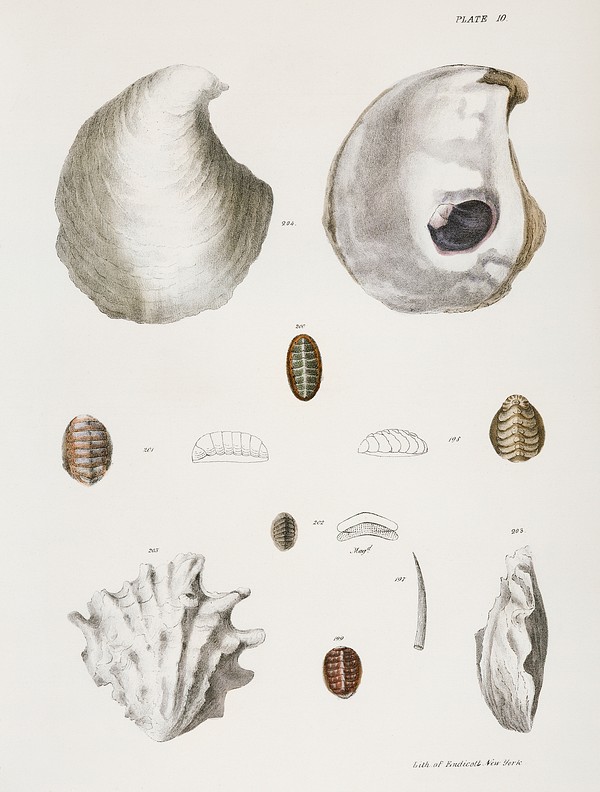 Different types seashells illustration Zoology | Free Photo ...