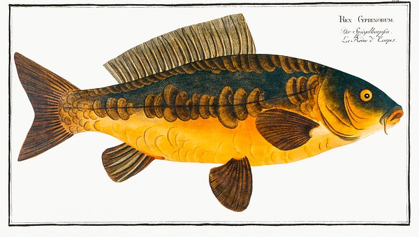 Royal-Carp (Rex Cyprinorum) Ichtylogie, ou | Free Photo Illustration ...