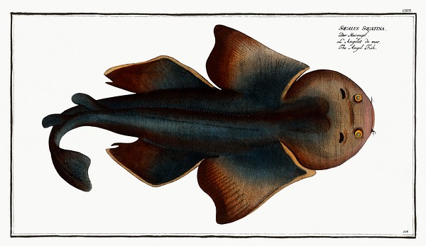 Angel FIsh (Squalus Squatina) Ichtylogie, | Free Photo Illustration ...