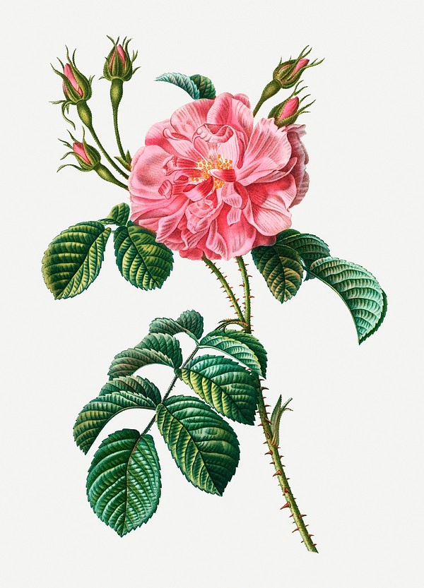 Vintage pink wild rose illustration | Premium PSD - rawpixel