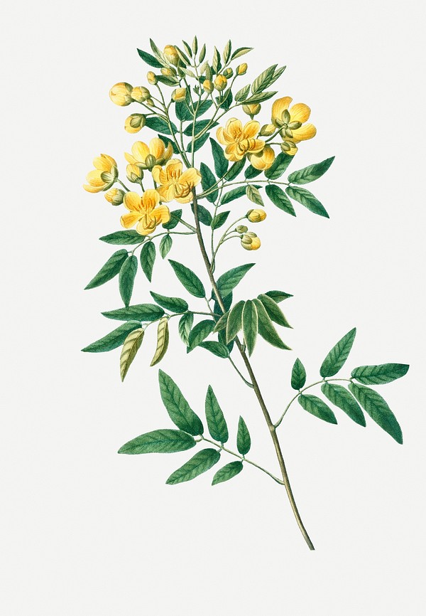 Argentine senna flowering plant illustration | Premium PSD - rawpixel