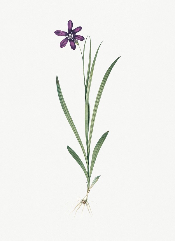 Vintage Illustration of Ixia grandiflora | Premium PSD - rawpixel