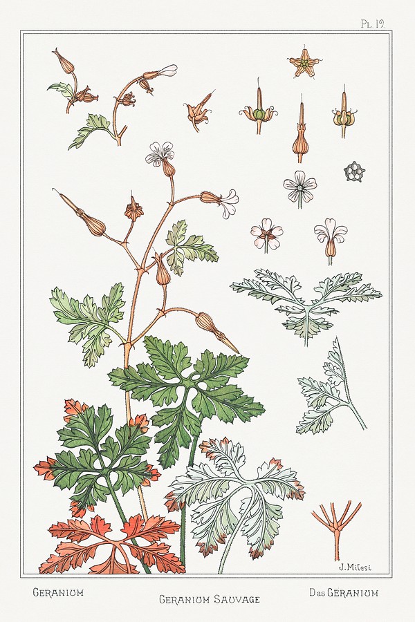 Vintage geranium flower parts design | Premium PSD Illustration - rawpixel