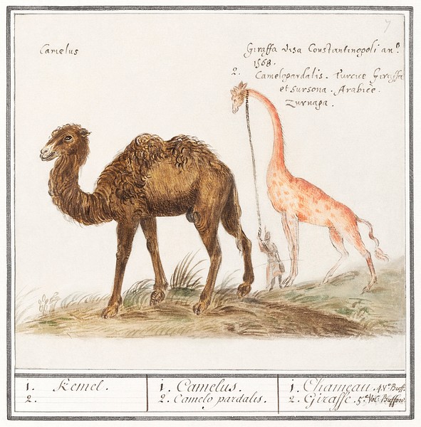 Camel, Camelus ferus bactrianus and | Free Photo Illustration - rawpixel
