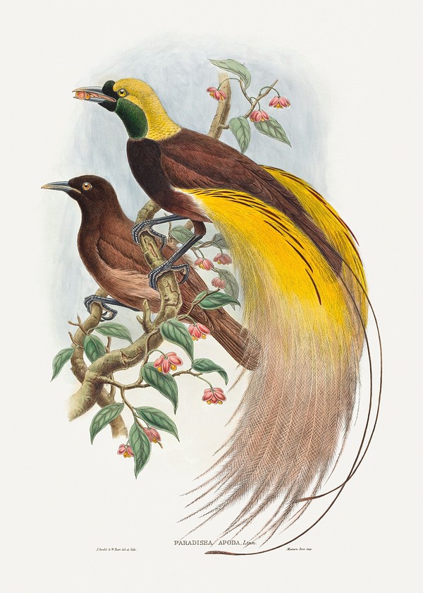 Bird Paradise; Paradisea apoda (1804–1908) | Free Photo Illustration ...