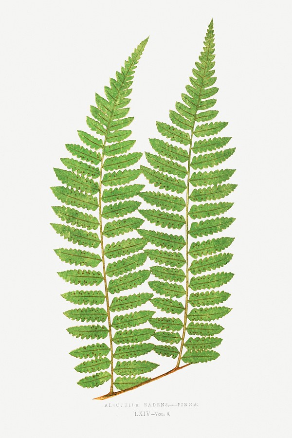 Alsophila Radens–Pinnae Ferns: British Exotic | Free Photo Illustration ...