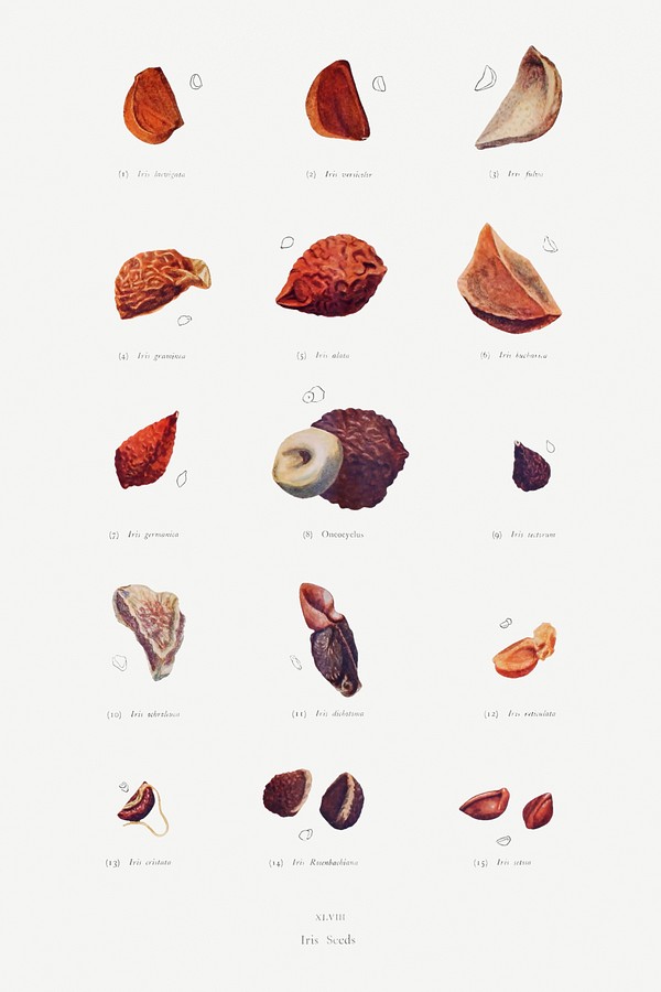 Iris Seeds genus Iris William | Free Photo Illustration - rawpixel
