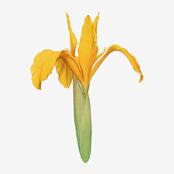 Vintage Iris flower illustration vector | Premium Vector Illustration ...