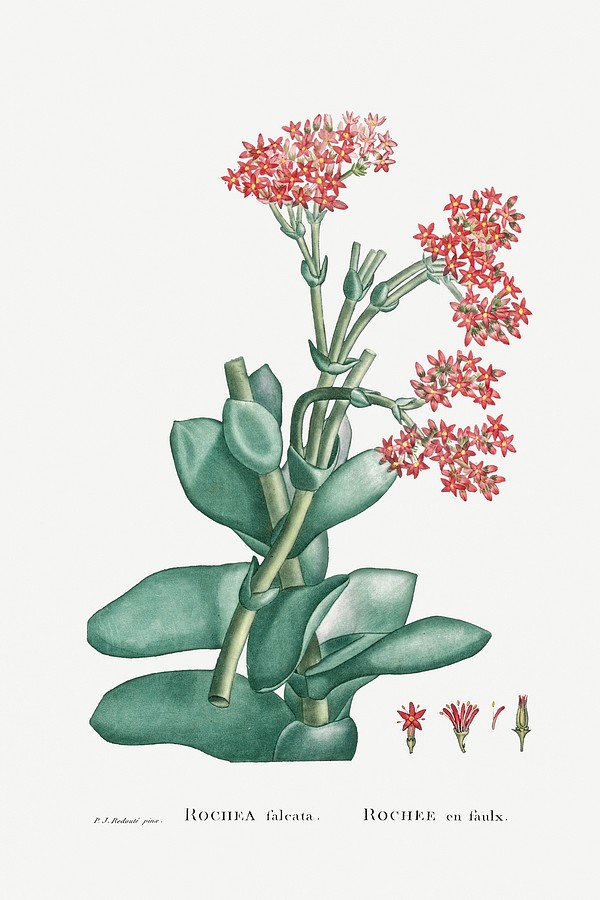 Rochea Falcata (Propeller Plant) Histoire | Free Photo Illustration ...