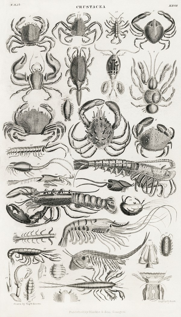 Crustacea. Digitally enhanced our own | Free Photo Illustration - rawpixel