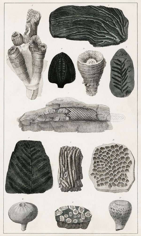 Collection various fossil. Digitally enhanced | Free Photo Illustration ...
