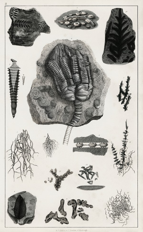 Collection of various fossil. | Free Photo Illustration - rawpixel