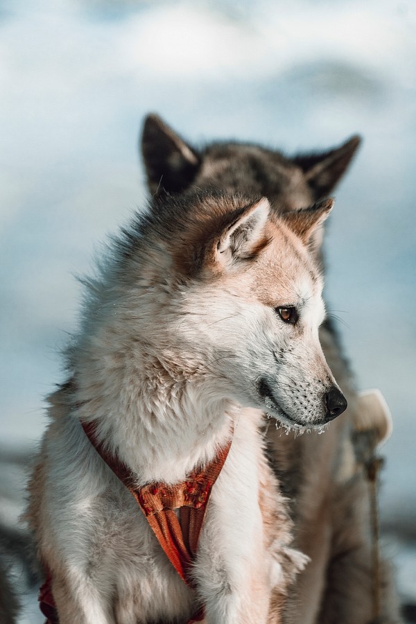 Closeup cute Greenland sled dog | Free Photo - rawpixel