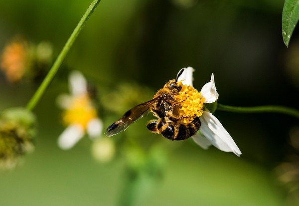 Closeup bee and flower garden | Free Photo - rawpixel