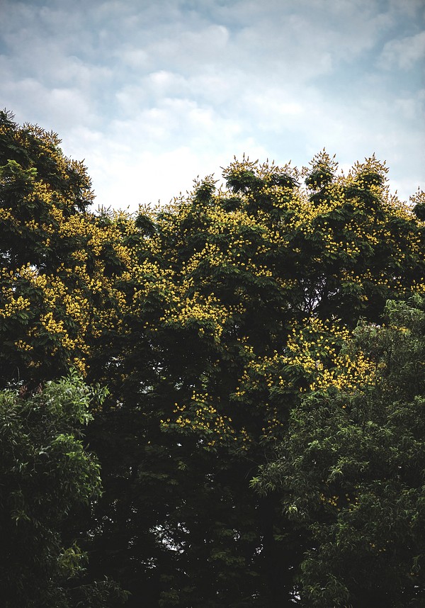 Lush green trees park | Free Photo - rawpixel