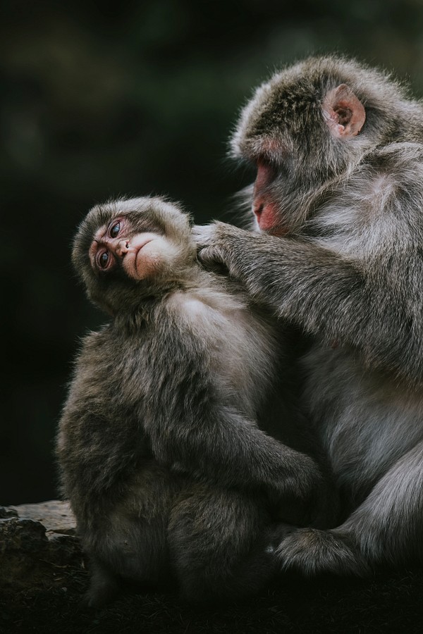 Closeup of Chinese mountain monkeys | Premium Photo - rawpixel