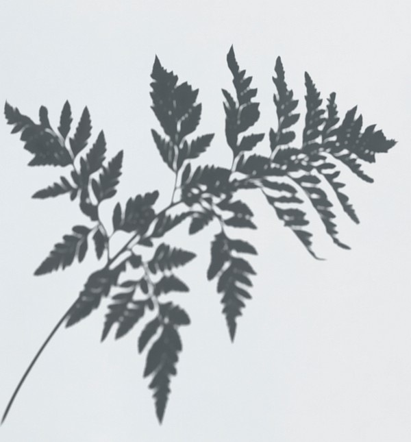 Shadow fern leaf white wall | Premium PSD - rawpixel