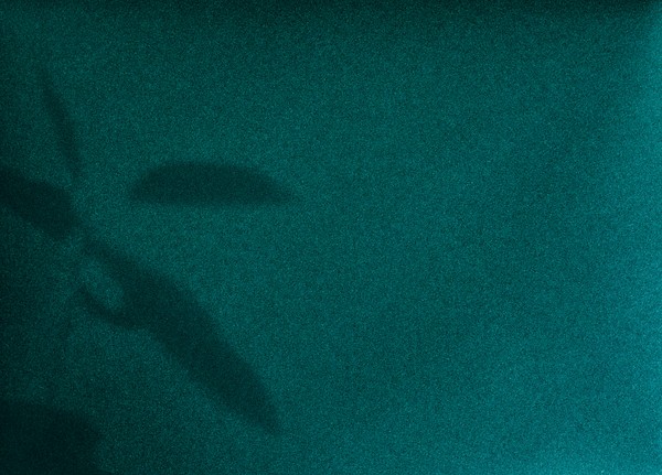 Shadow leaves green wall | Premium Photo - rawpixel