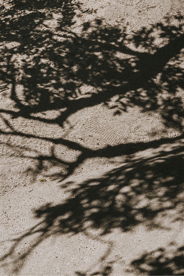 Tree shadow dirt road | Free Photo - rawpixel