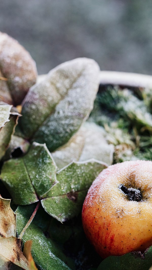Frost leaves apple cold winter | Premium Photo - rawpixel