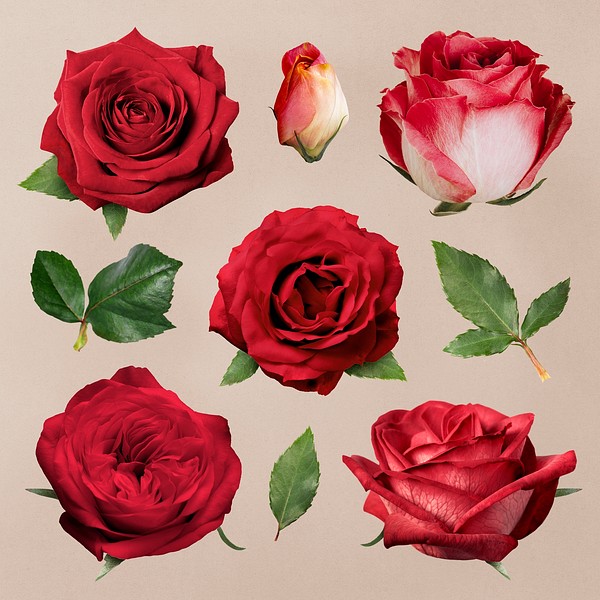 Red rose collage element, flower, | Premium PSD - rawpixel