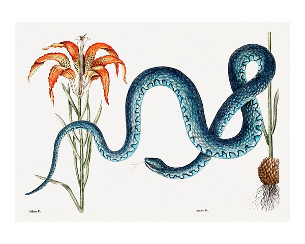 Blue snake with turquoise markings | Premium Photo - rawpixel