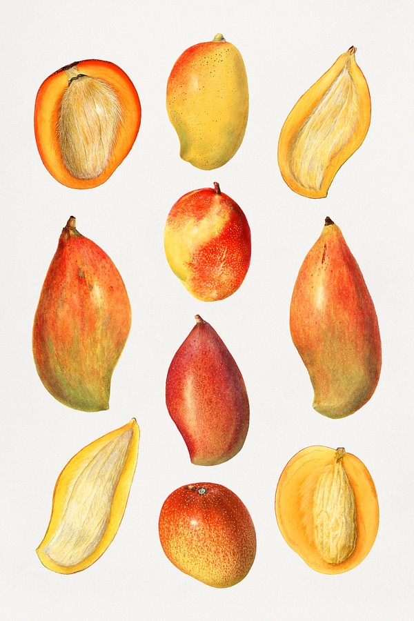 Detailed hand drawn fresh mango | Premium PSD - rawpixel