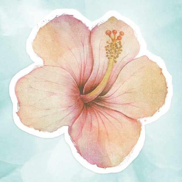 Hand drawn beige hibiscus flower | Premium PSD - rawpixel