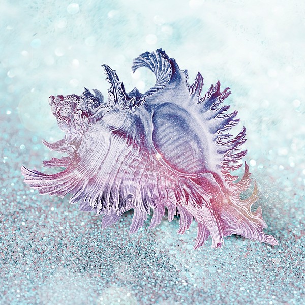 Vintage colorful seashell design resource | Premium PSD - rawpixel