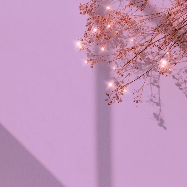 Dried flower window shadow floral | Free Photo - rawpixel