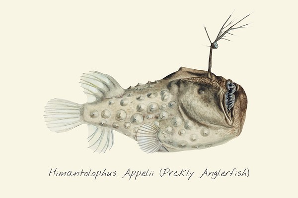 Drawing of a Prickly Anglerfish | Premium Vector Illustration - rawpixel
