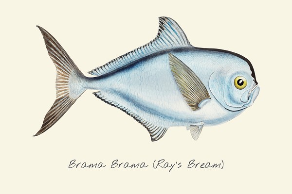 Drawing Ray's Bream fish | Premium Vector Illustration - rawpixel