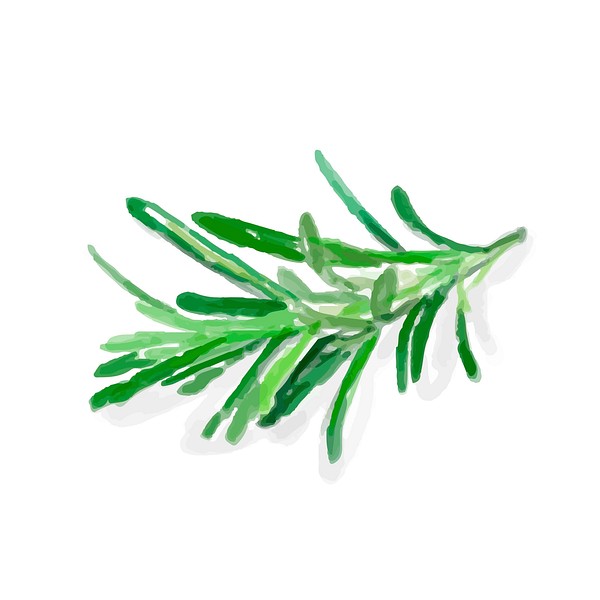 Hand drawn rosemary watercolor style | Free Vector Illustration - rawpixel
